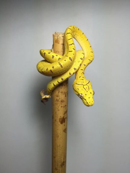 Merauke x Aru x Biak crossed with Aru x Biak X Sorong Green Tree Python ...