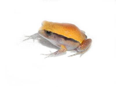 Dart Frogs for Sale | Vibrant & Healthy - Prime Reptiles