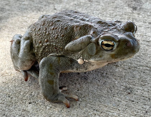 Colorado River Toad (Incilius alvarius) LARGE - Prime Reptiles