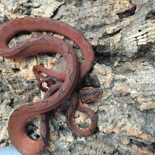 Colored Phase Amazon Tree Boas for sale (Corralus hortulanus)BABIES ...