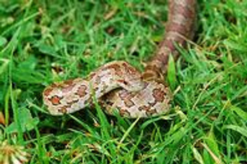 Prairie King snake for sale (Lampropeltis calligaster) - Prime Reptiles