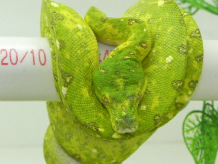 Merauke x Aru x Biak crossed with Aru x Biak X Sorong Green Tree Python ...